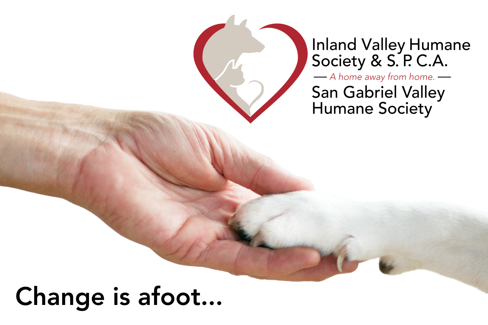 New Beginnings - IVHS & SPCA